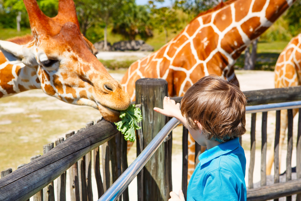 Top Zoo Discounts & Travel Tips: Save on the Best Zoos in America